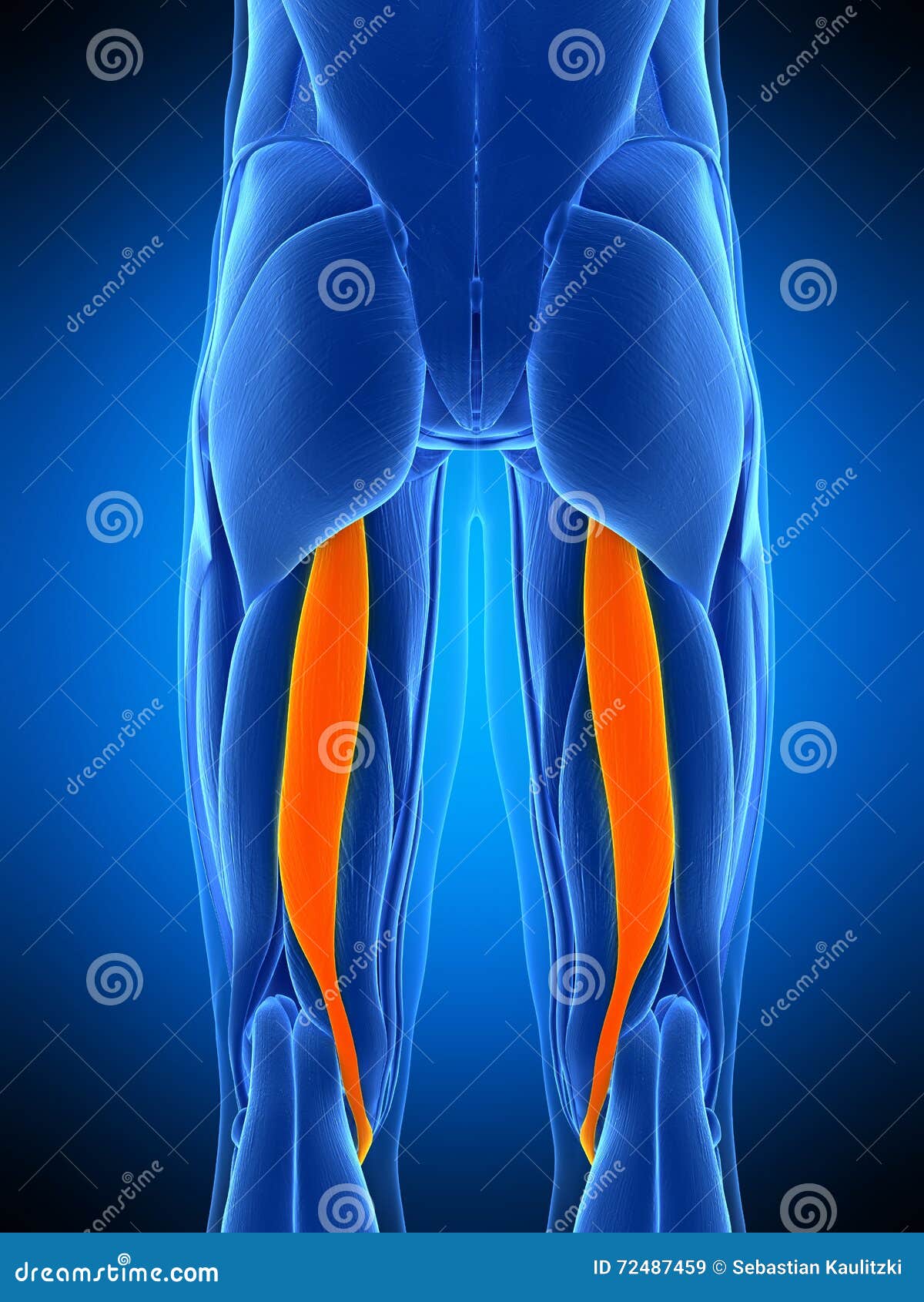 The semitendinosus stock illustration. Illustration of medial - 72487459