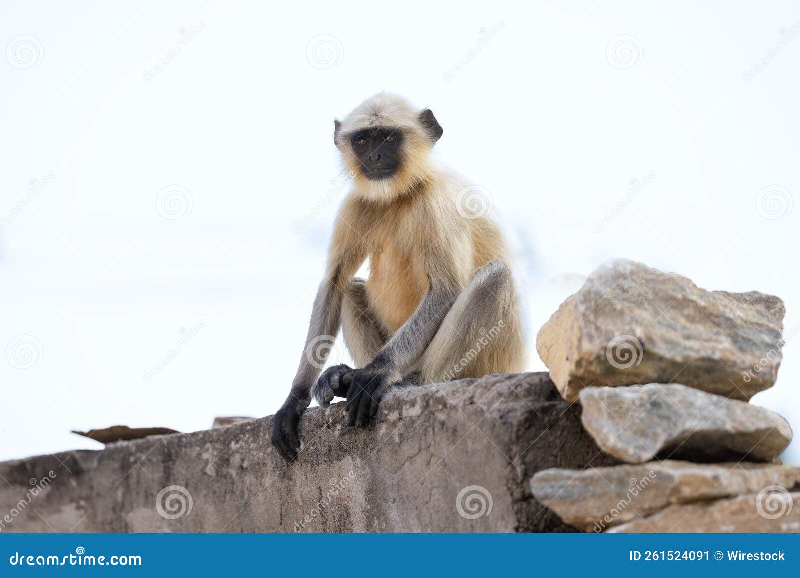 Semnopithecus Dussumieri Monkey Sitting on the Rocks Stock Image ...