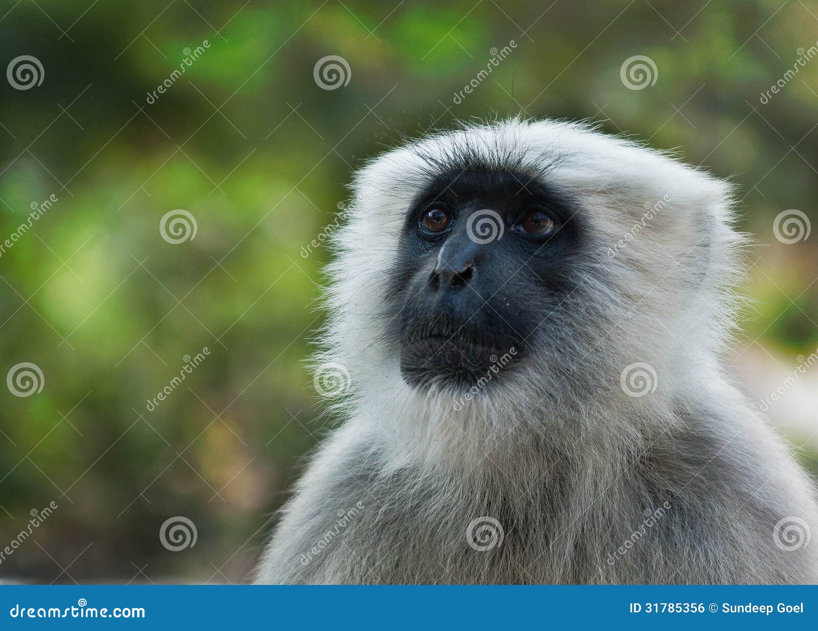 Semnopithecus (Gray Langur) Monkey Stock Photo - Image of primate ...
