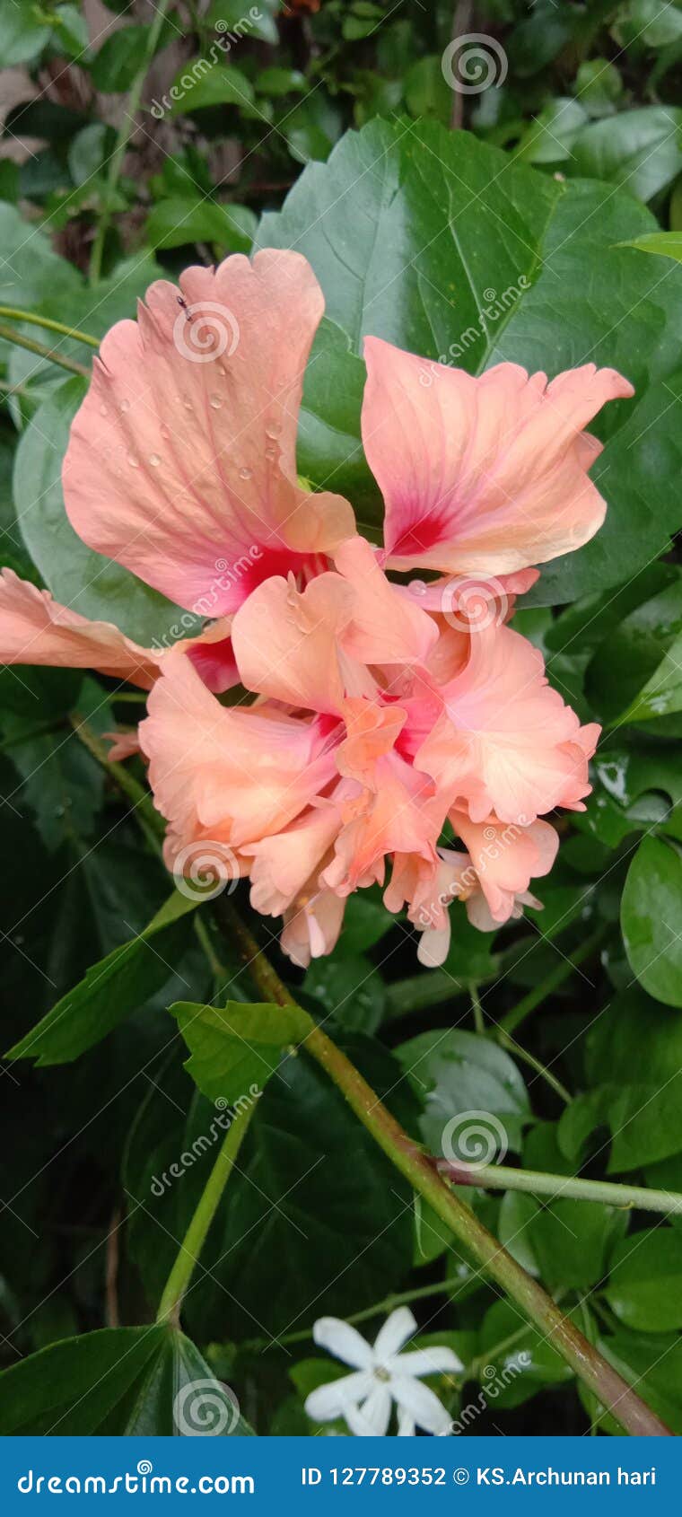 Semparuthi flowers stock photo. Image of flowers, think - 127789352