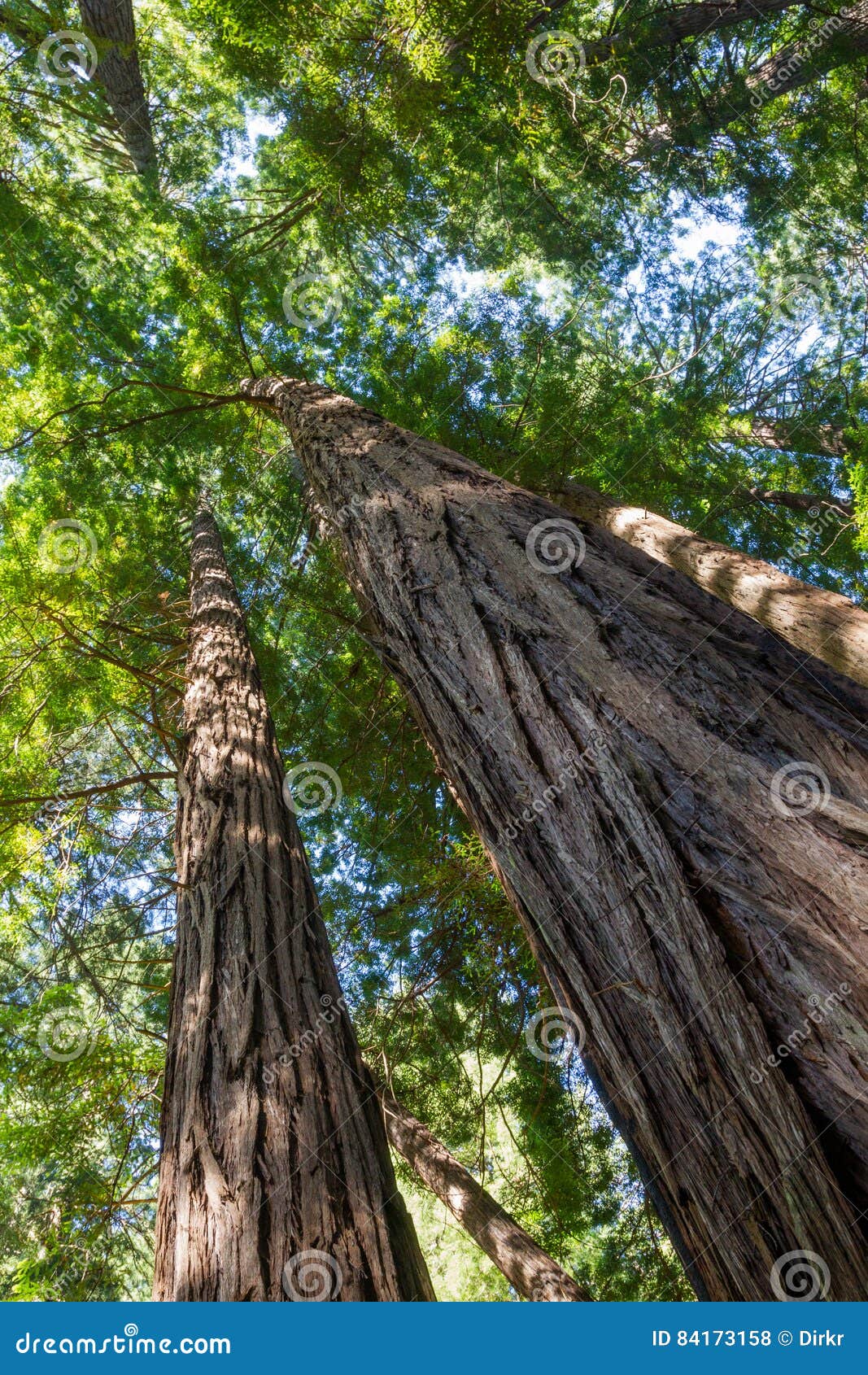 Sempervirens De La Secoya De La Secoya De California Foto de archivo ...
