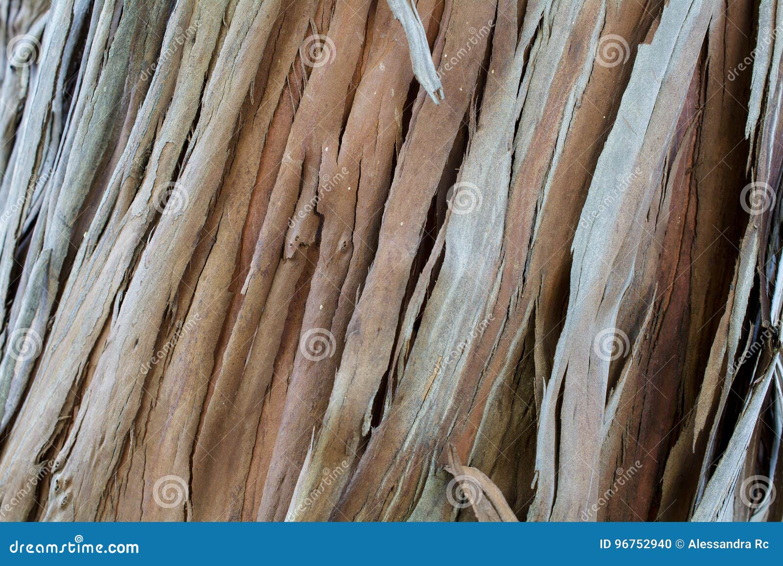 Sempervirens Textura Y Fondo De Madera De La Secoya Foto de archivo ...