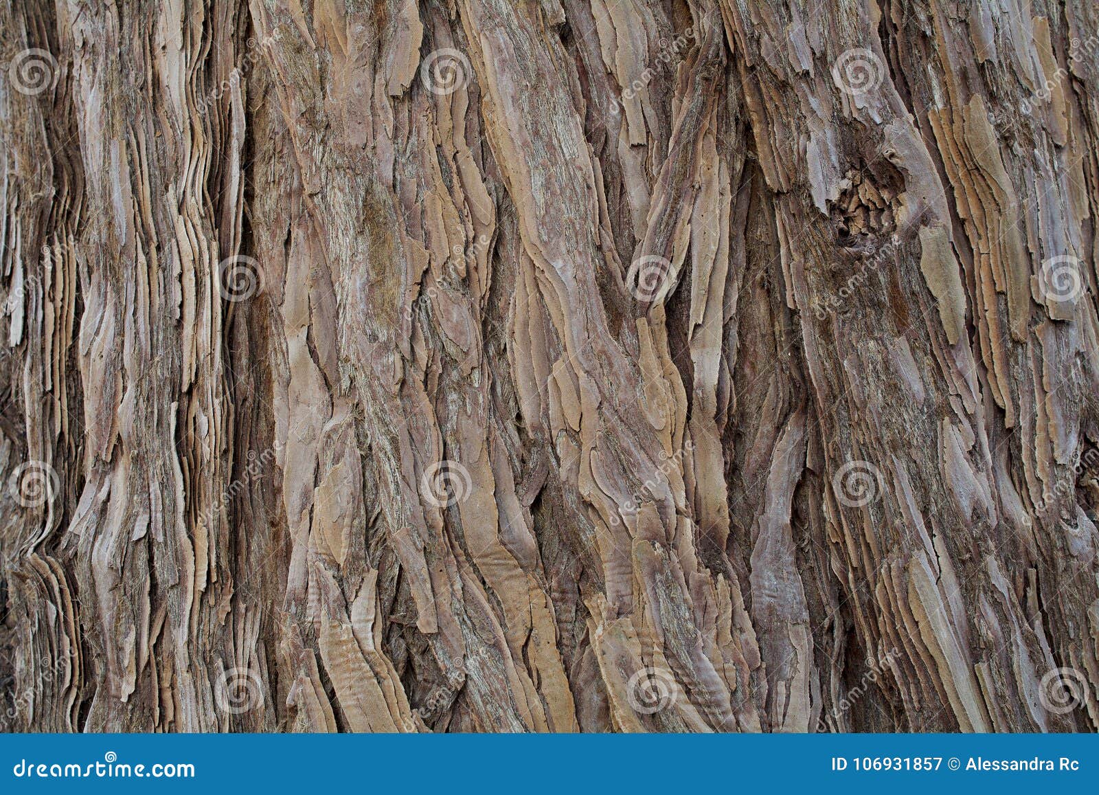 Sempervirens Textura Y Fondo De Madera De La Secoya Imagen de archivo ...