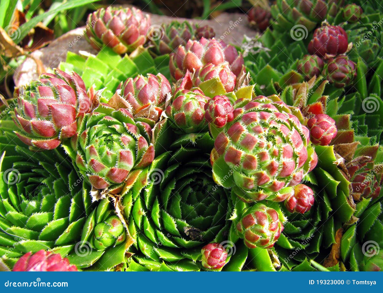 Sempervivum stock photo. Image of fresh, environmental - 19323000