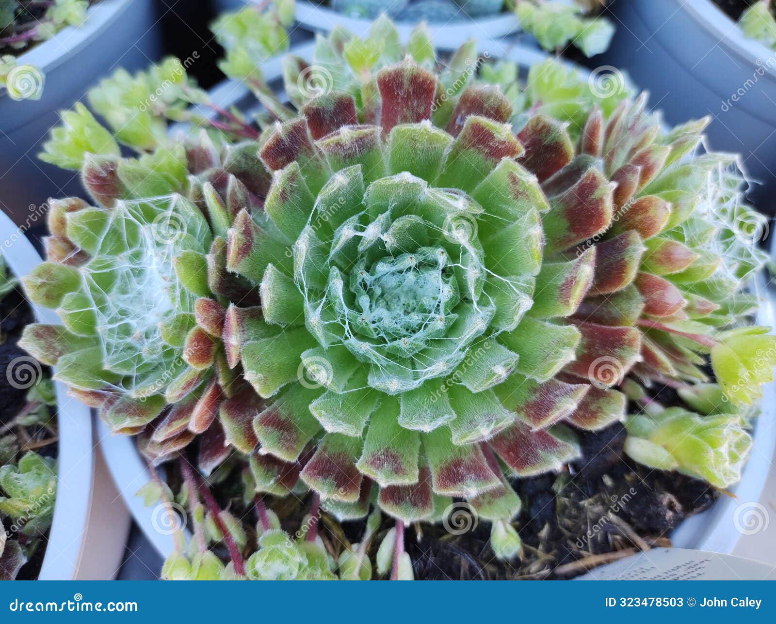 Sempervivum Arachnoideum Flower, Cobweb Houseleek, Growing In A Garden ...