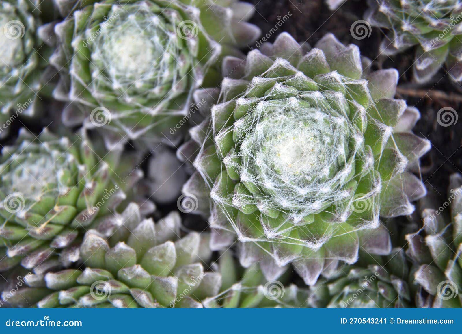 Sempervivum Arachnoideum Succulents. Cobweb Houseleeks Stock Image ...