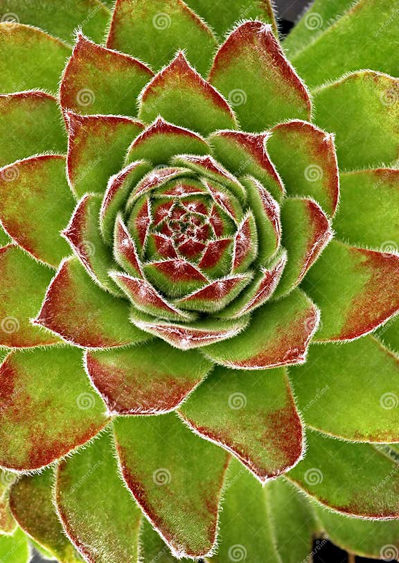 Hens and Chicks Plant/Sempervivum Rosette Stock Image - Image of ...
