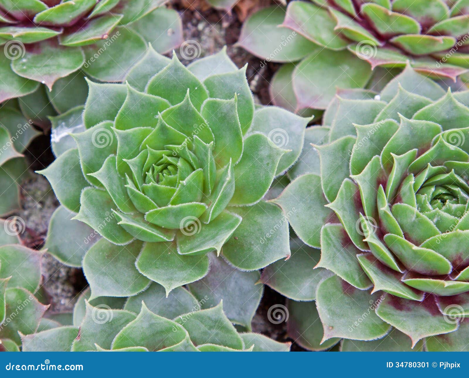 Sempervivum plants stock image. Image of nature, fleshy - 34780301