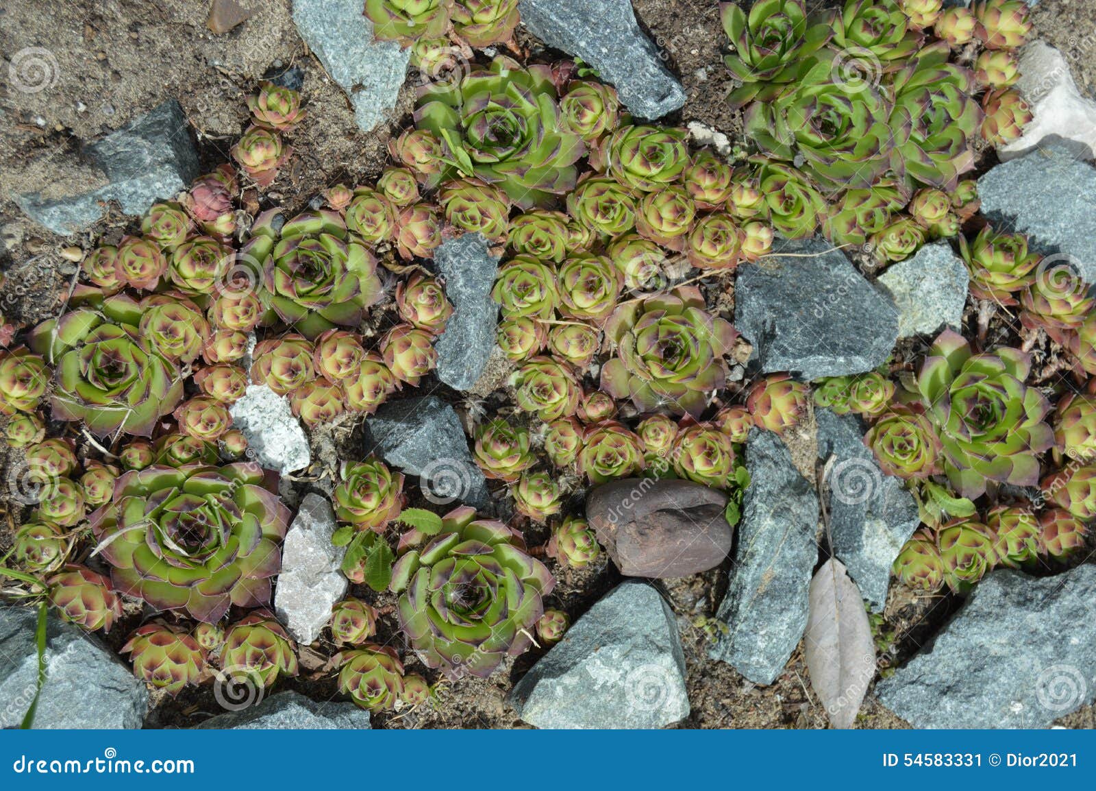 Sempervivum Or Stone Roses On The Rocky Flower Hill Close Up. Flowering ...