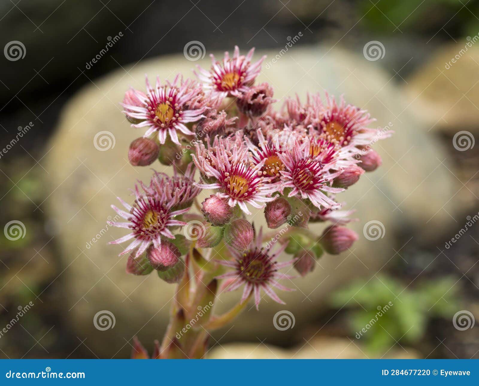 Sempervivum Tectorum in Bloom Stock Photo - Image of sempervivum, bloom ...