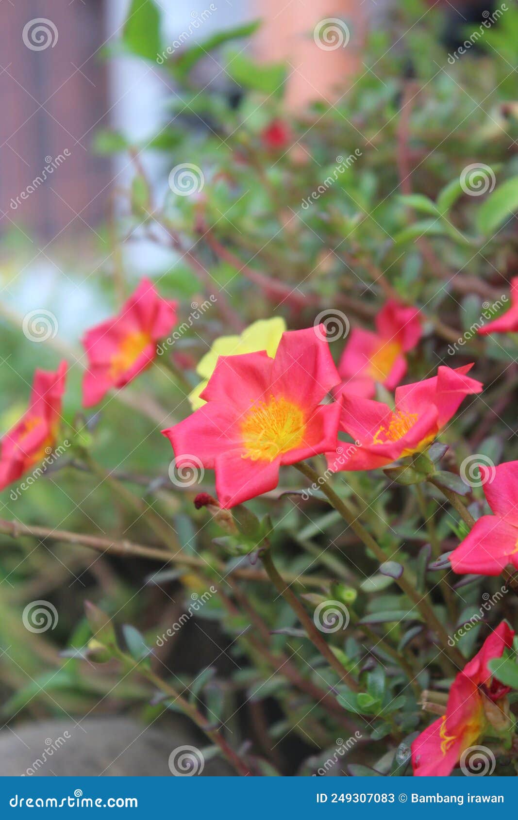 Semut bunga stock image. Image of blossom, shrub, herb - 249307083