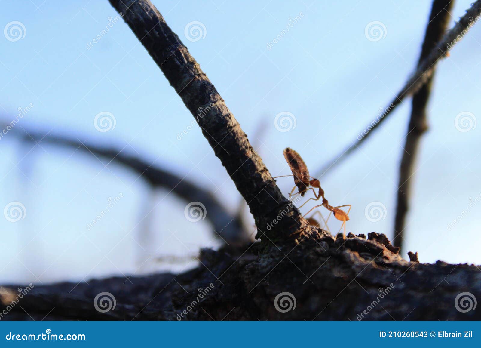 Wood ants make love beach stock image. Image of tree - 210260543