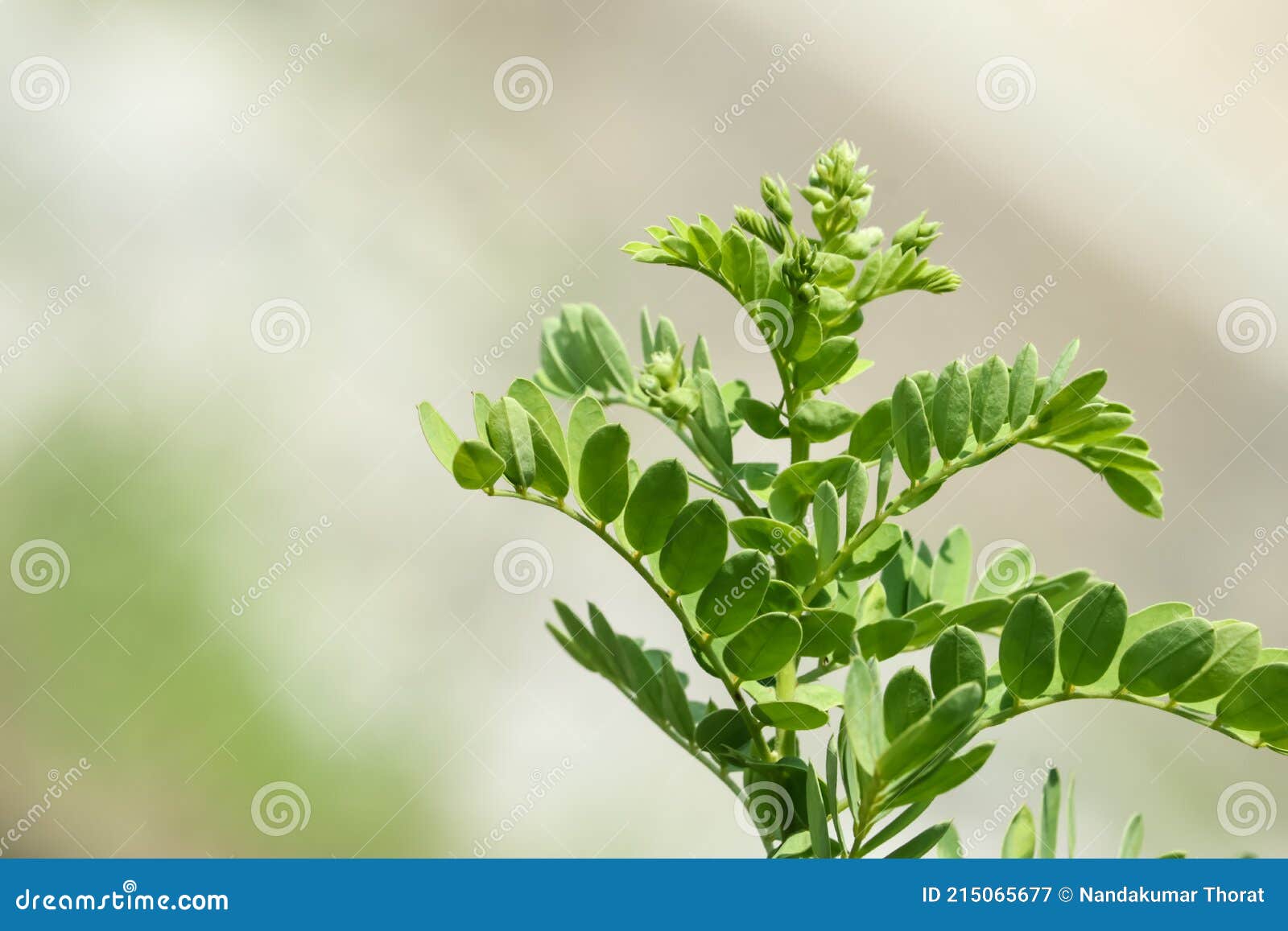 Sena tree in the forest stock image. Image of produce - 215065677