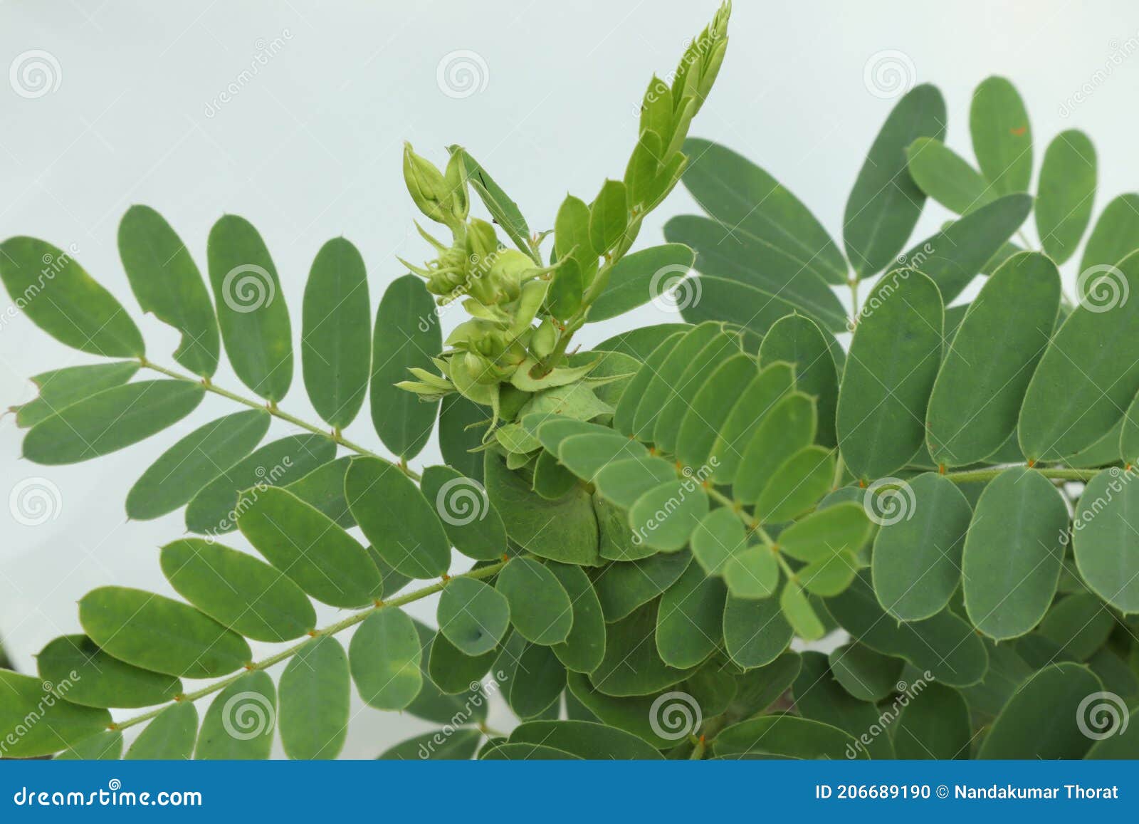 These are the Sena Tree Leaves Stock Photo - Image of pattern, jungle ...