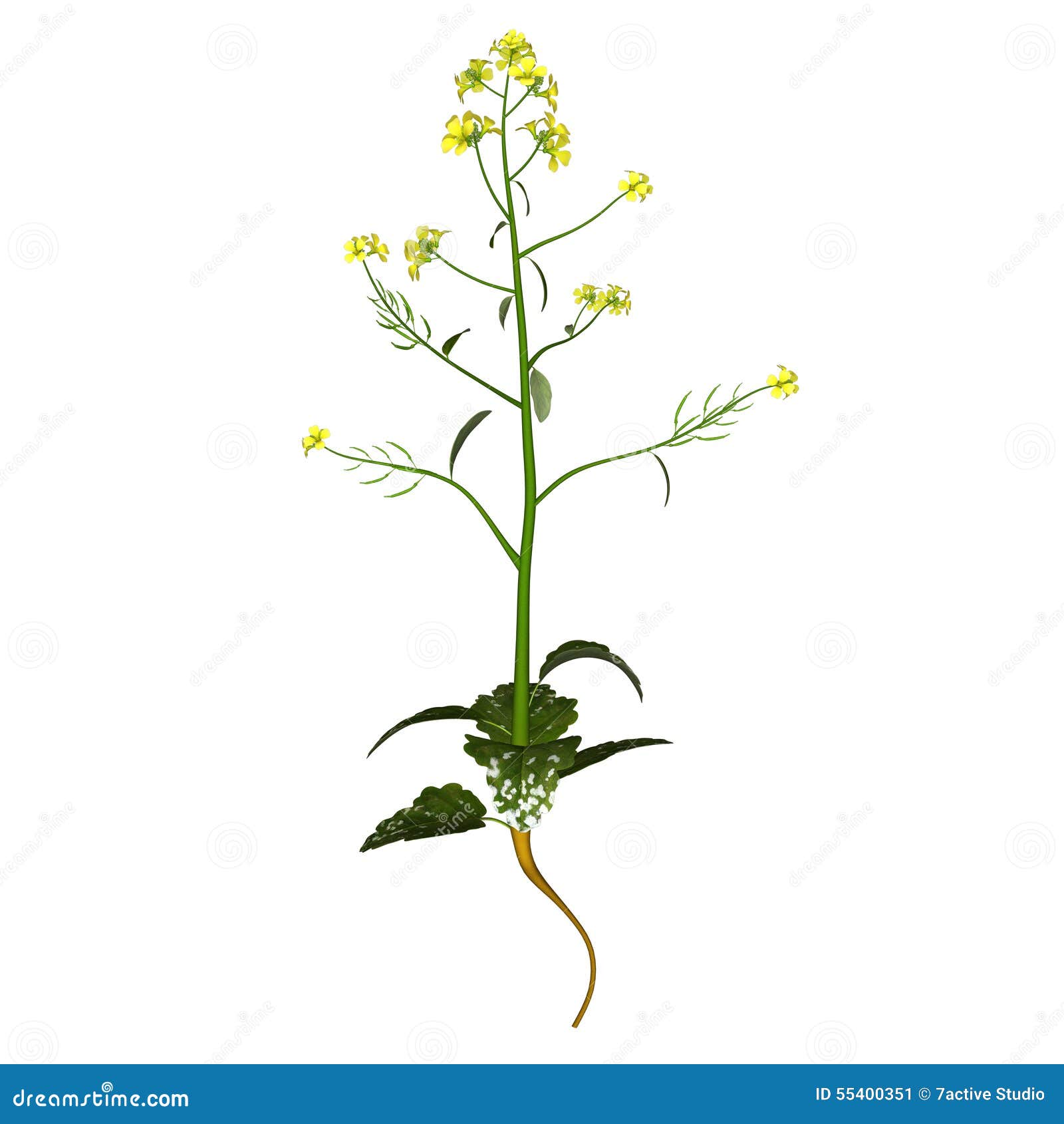 Senape-pianta illustrazione di stock. Illustrazione di canola - 55400351