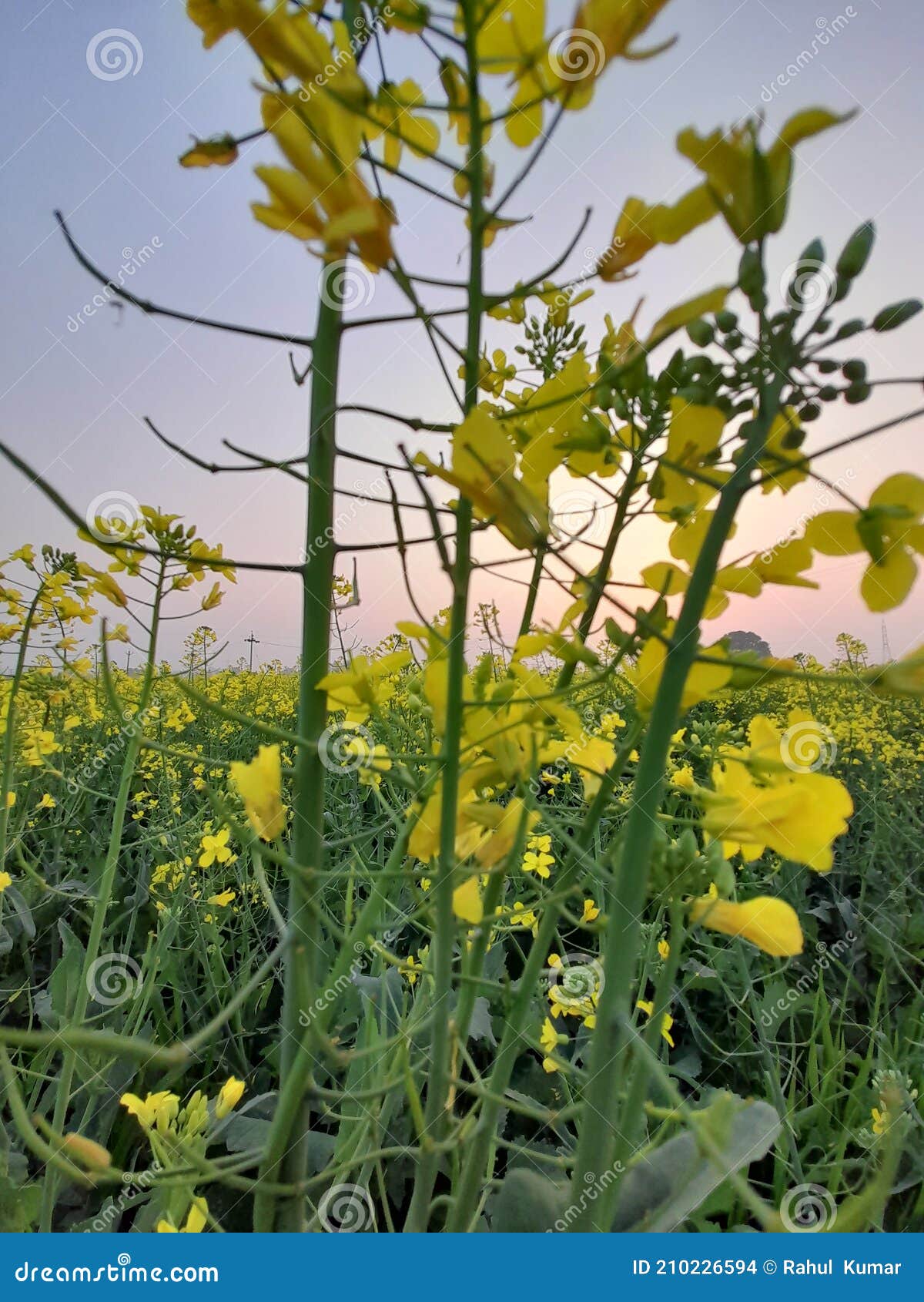 Senapsodling arkivfoto. Bild av senap, blomma, grön - 210226594