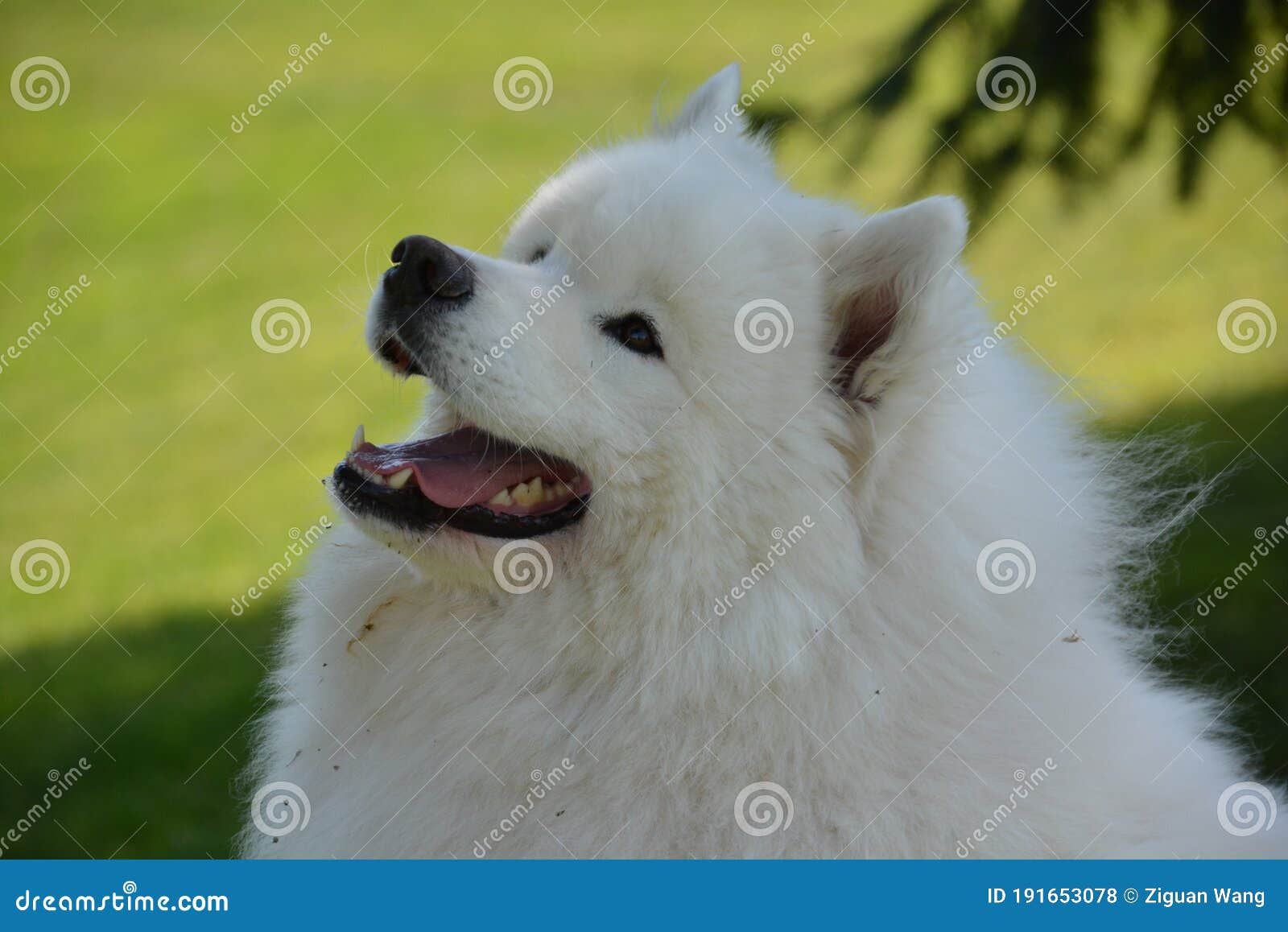 Senba is in the park stock photo. Image of beach, instruction - 191653078