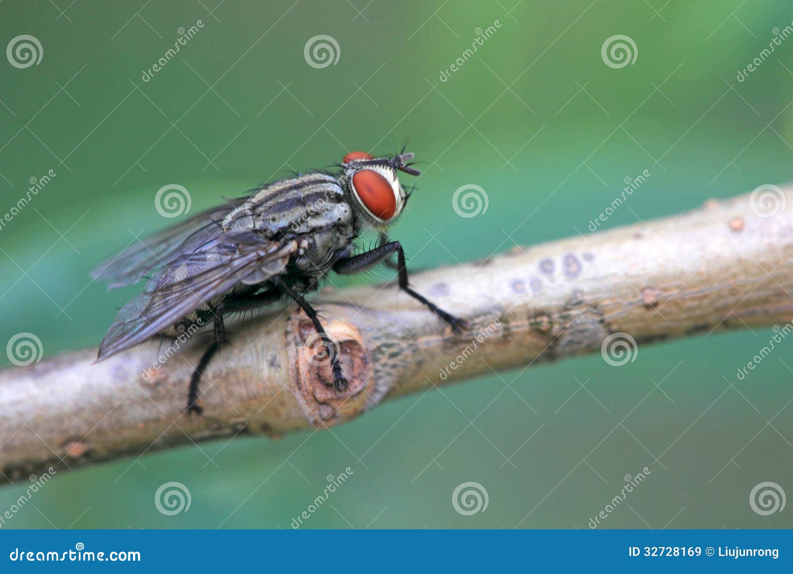 Send flies stock image. Image of enemies, location, diptera - 32728169