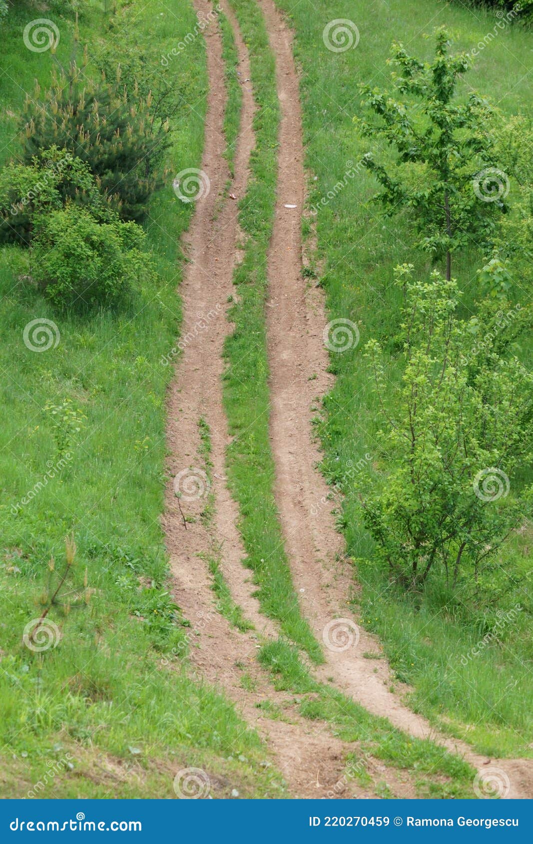 Sendero Con Dos Senderos Que Escalan El Bosque Imagen de archivo ...