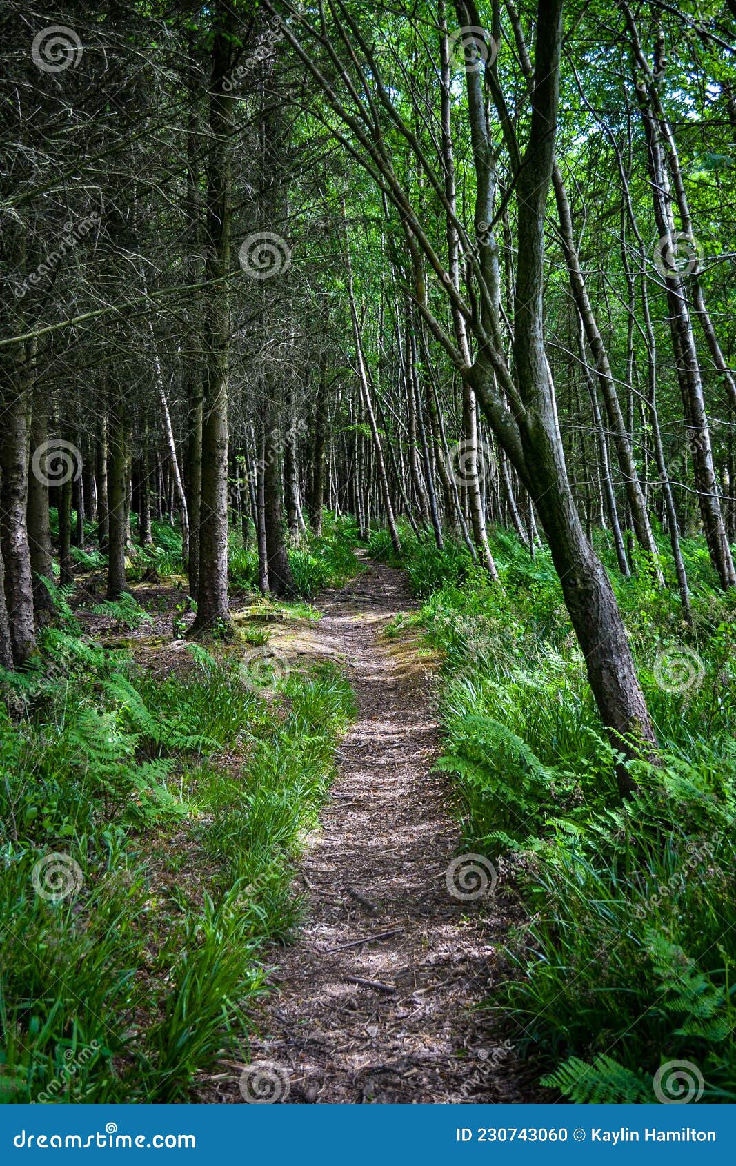 Sendero De Bosques En Verano Foto de archivo - Imagen de crecimiento ...