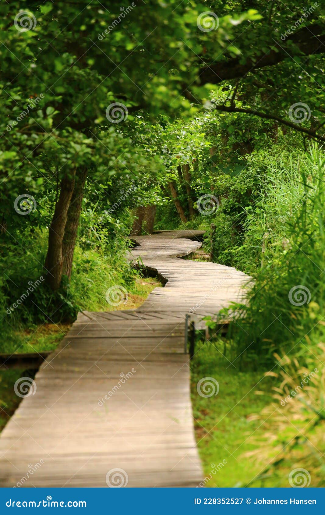Sendero De Madera Que Atraviesa Un Bosque Denso Imagen de archivo ...