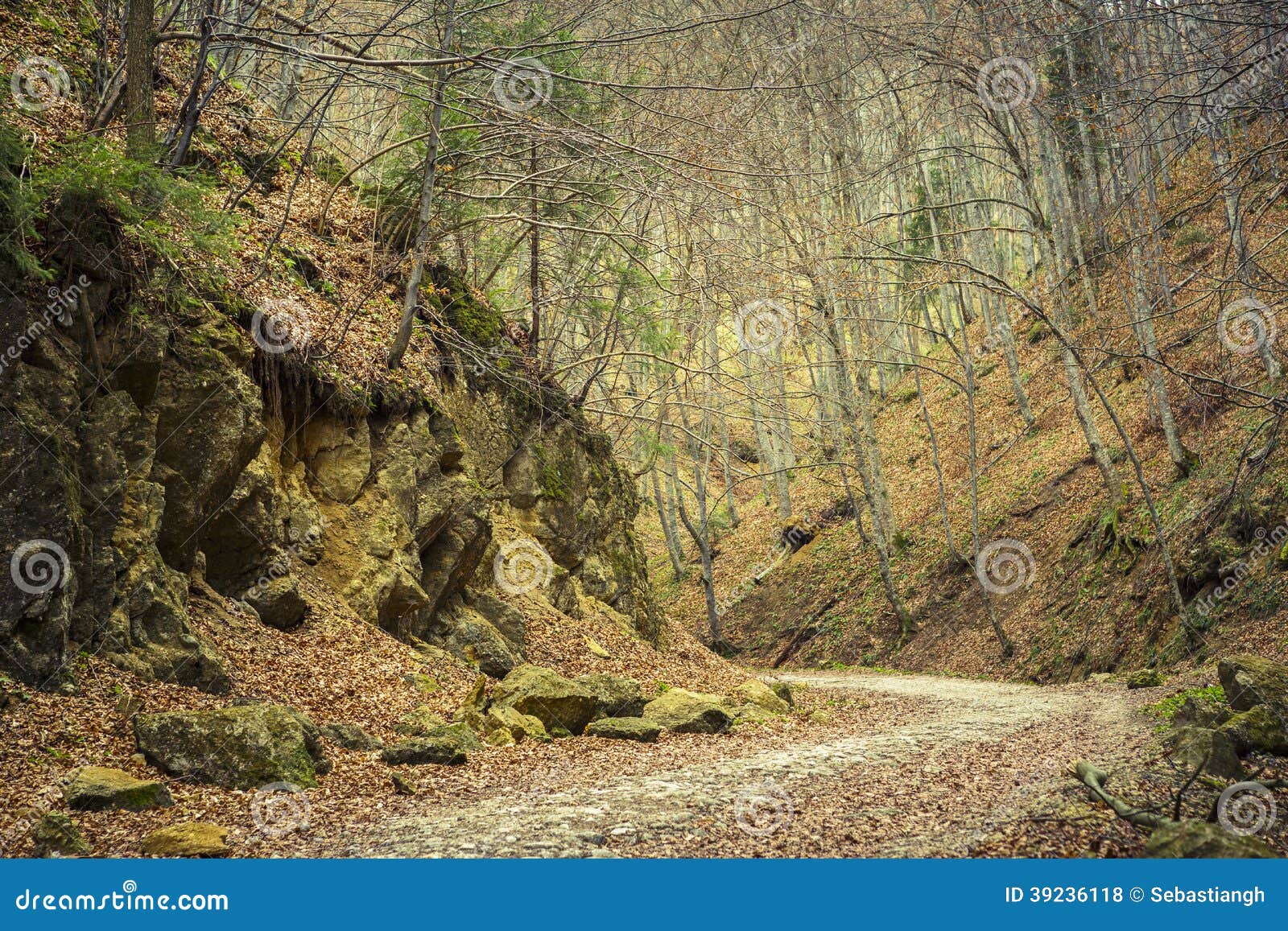 Sendero en el bosque foto de archivo. Imagen de deciduo - 39236118