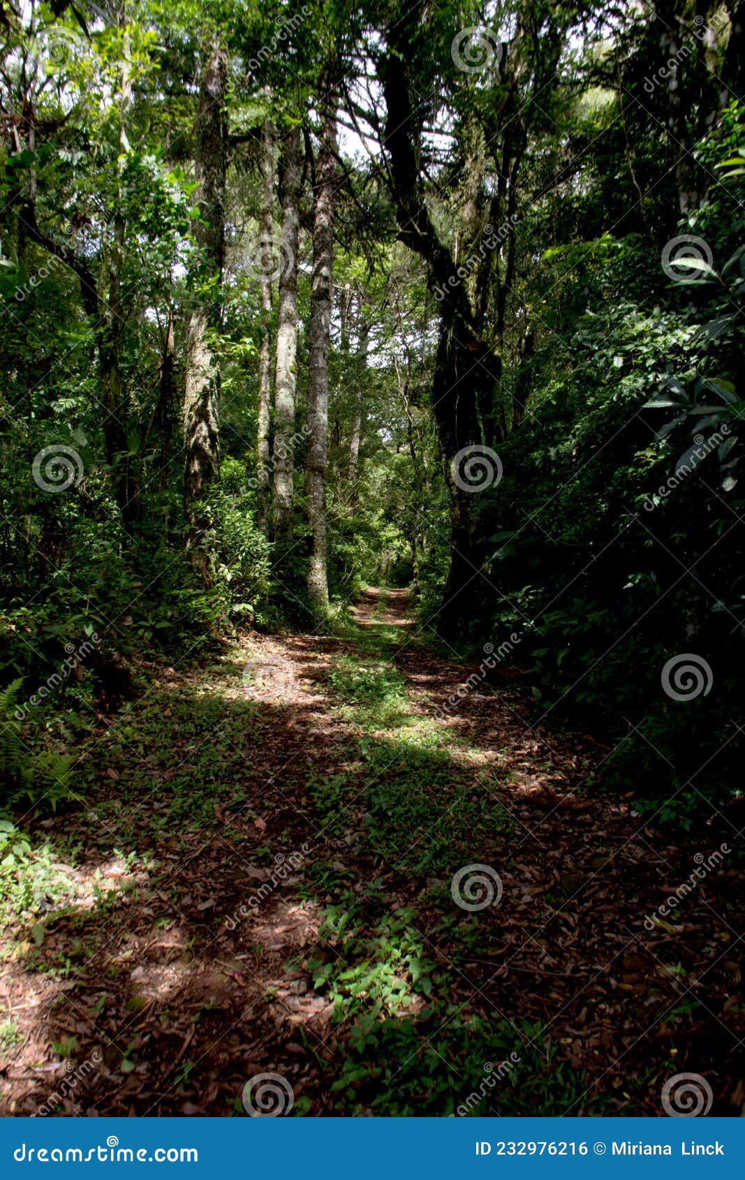 Sendero En Medio Del Bosque Foto de archivo - Imagen de cordillera ...