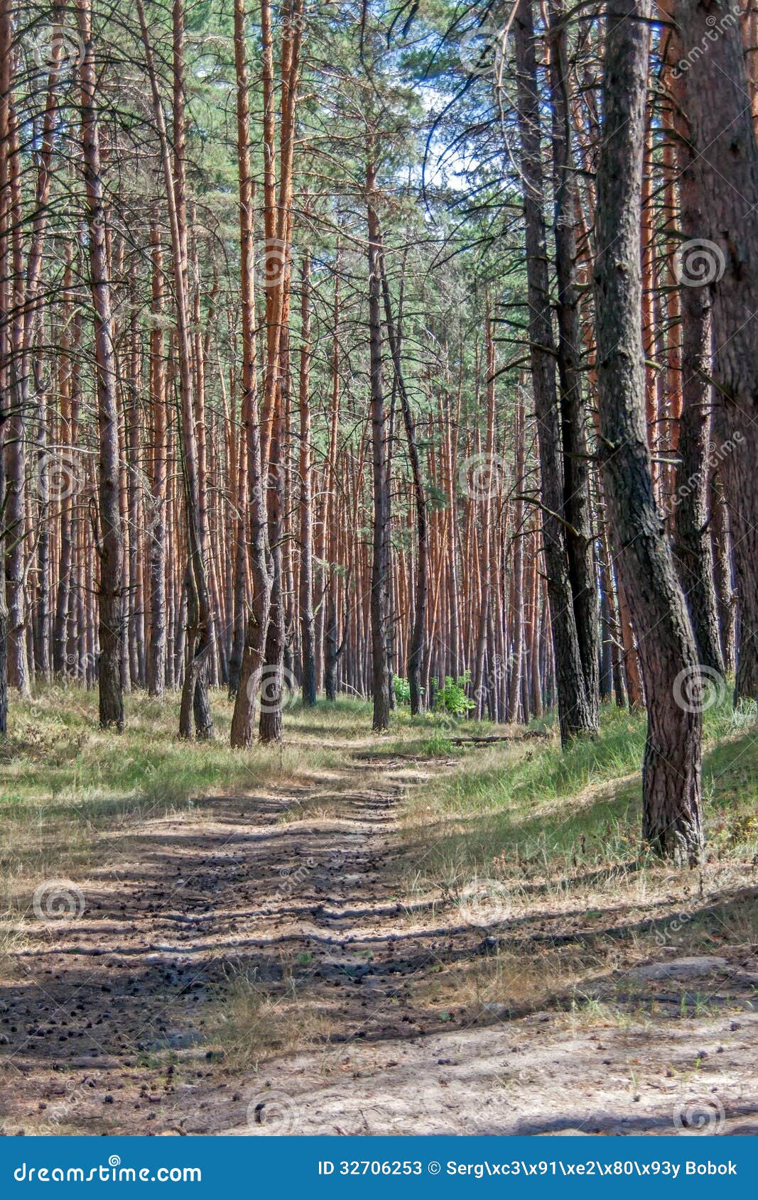 Sendero a Un Bosque Del Pino Imagen de archivo - Imagen de recorrido ...