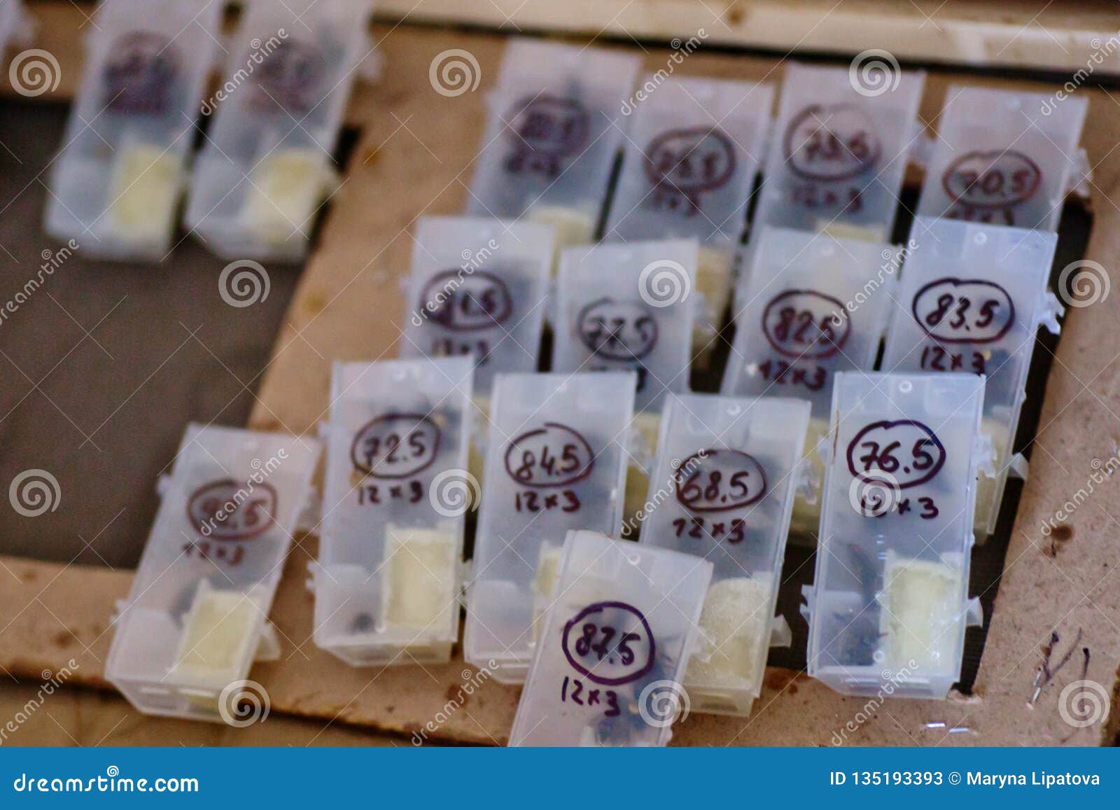 Sending Bees And Queen Bees In Boxes Mail. Boxes For Queen Bees ...