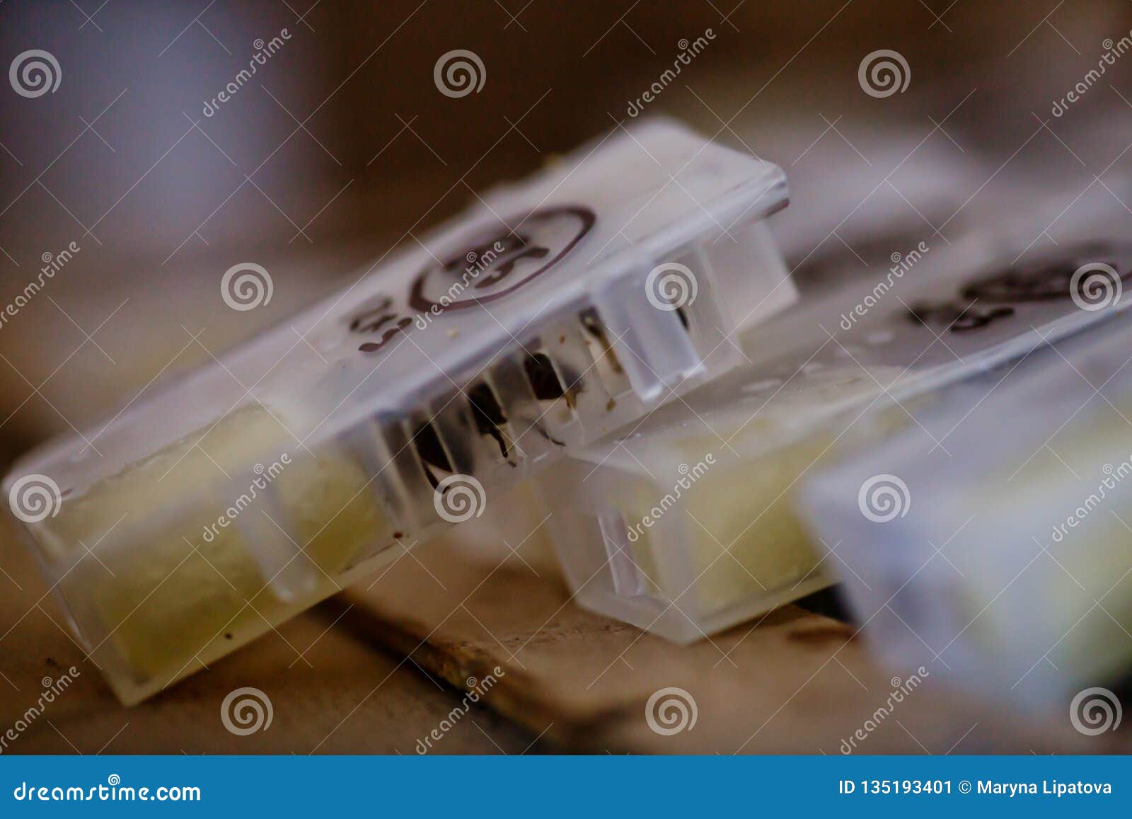 Sending Bees And Queen Bees In Boxes Mail. Boxes For Queen Bees ...