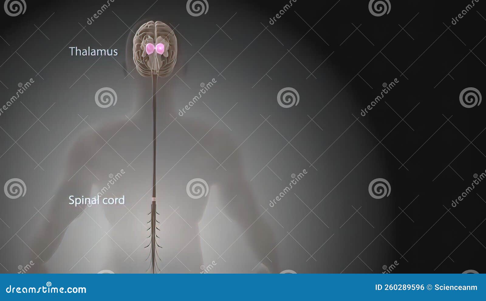 Sending Signals from Nerve Endings To the Brain Stock Illustration ...