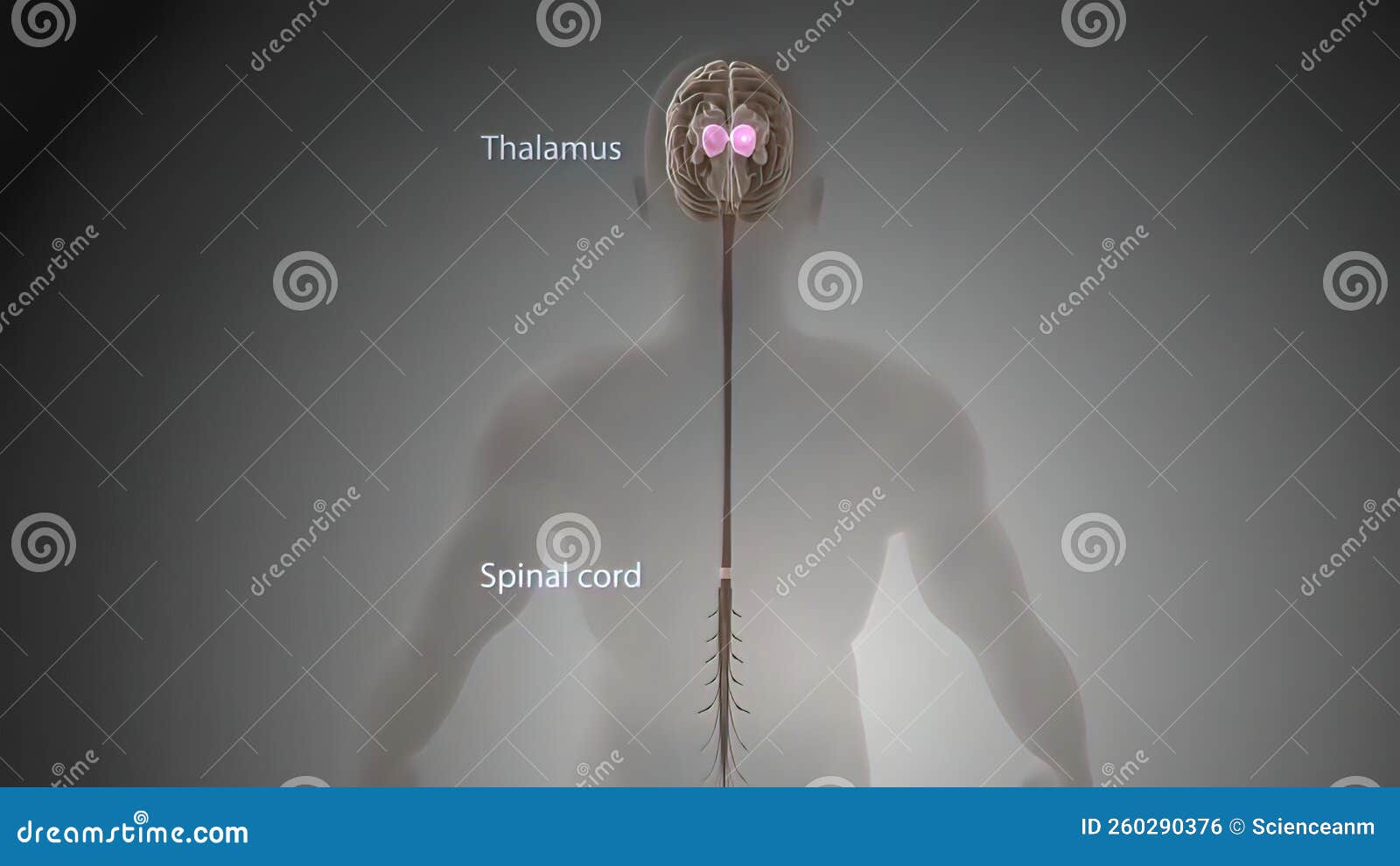 Sending Signals from Nerve Endings To the Brain Stock Illustration ...