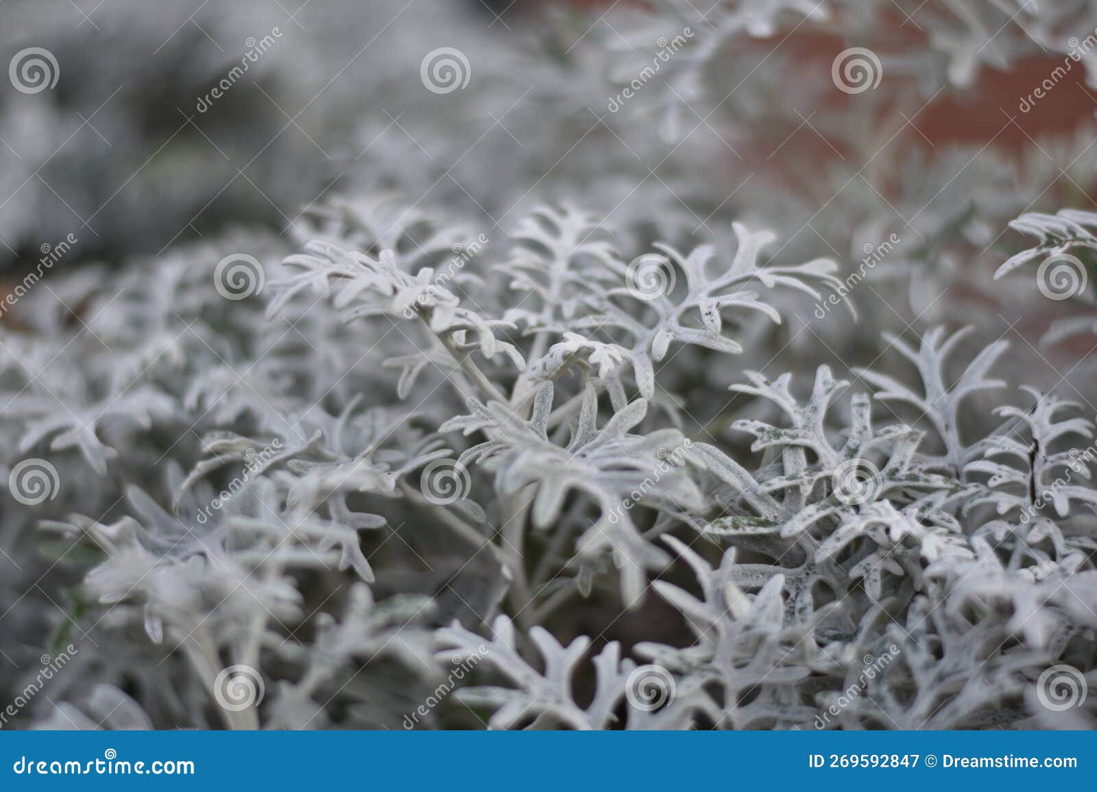 Senecio Cineraria Jacobaea Maritima Imagen de archivo - Imagen de flora ...