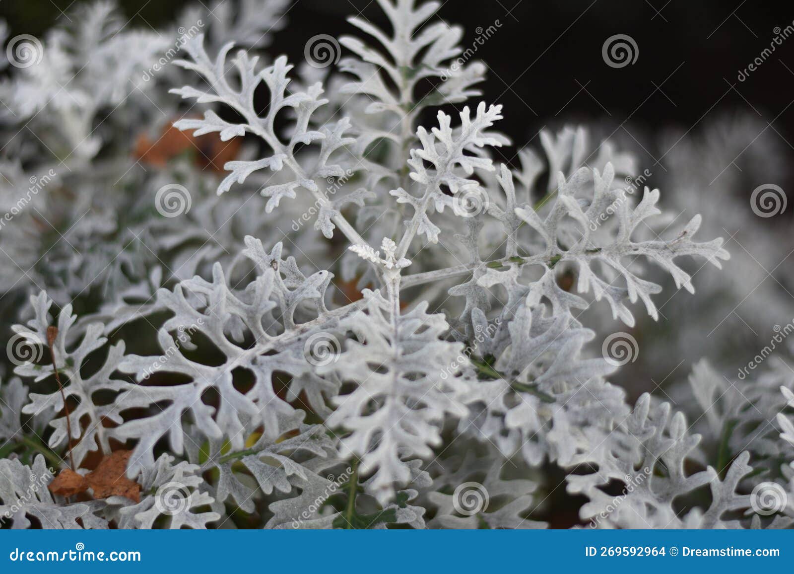Senecio Cineraria Jacobaea Maritima Foto de archivo - Imagen de blanco ...