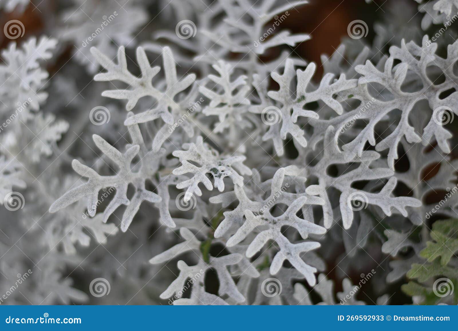 Senecio Cineraria - Jacobaea Maritima Stock Image - Image of groundsel ...