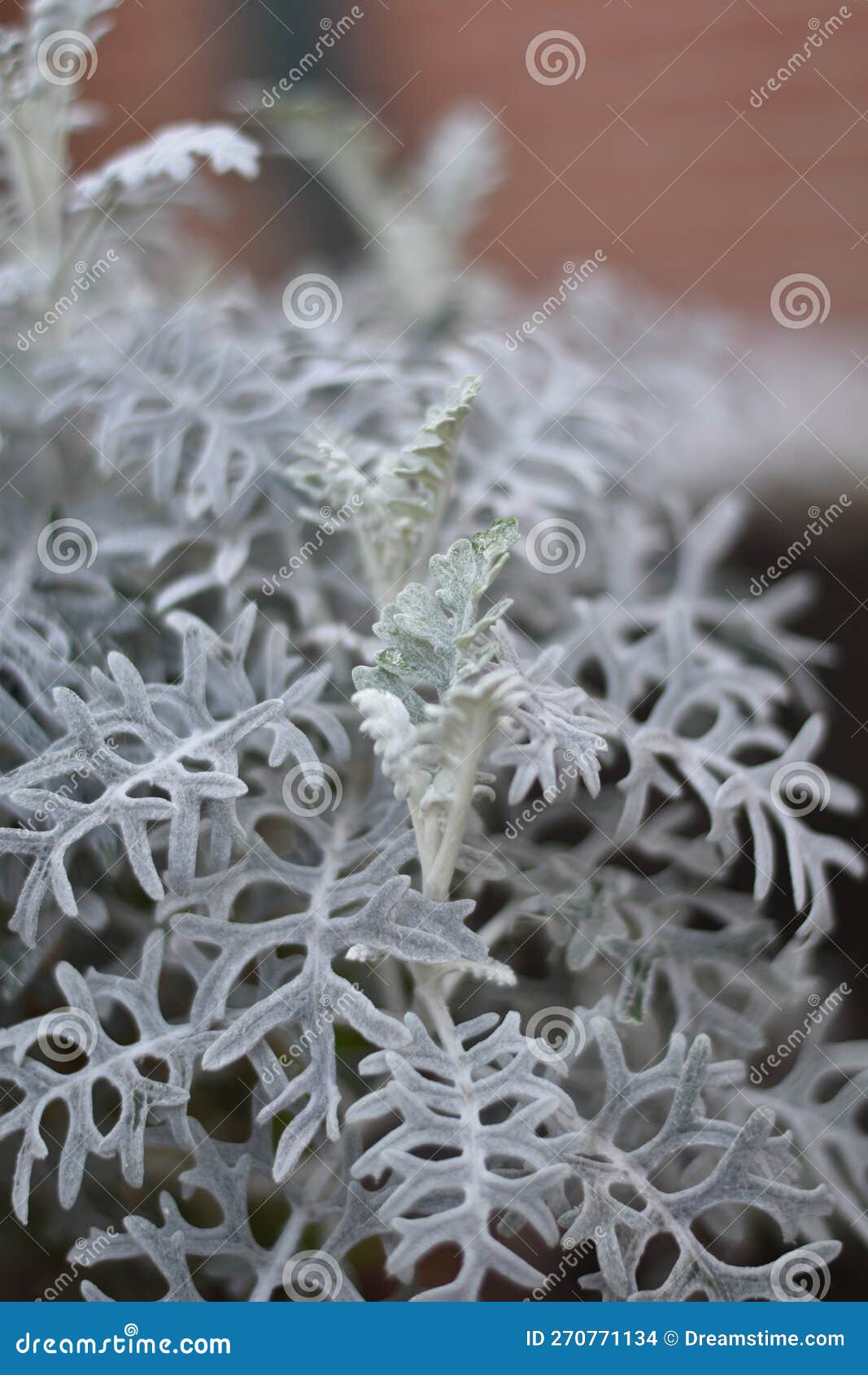 Senecio Cineraria Jacobaea Maritima Photo stock - Image du jardin ...