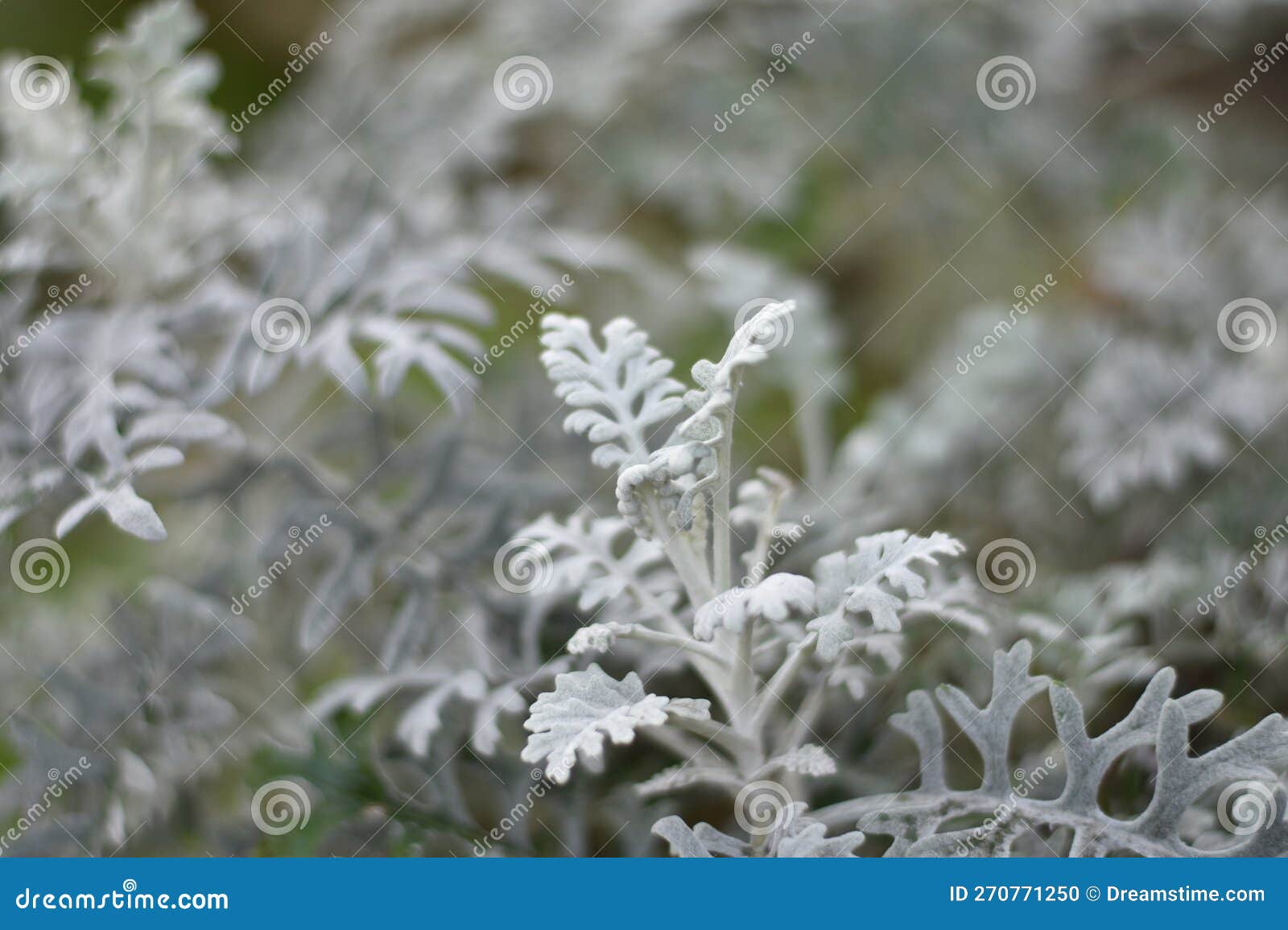 Senecio Cineraria Jacobaea Maritima Photo stock - Image du flore ...