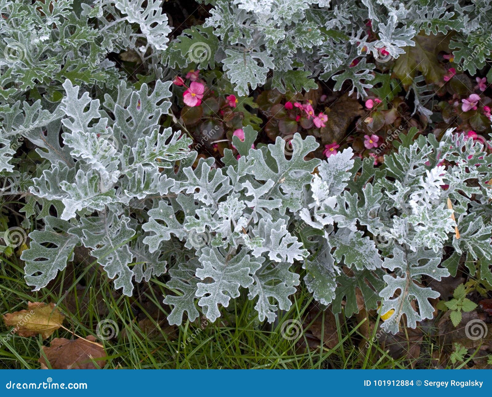Senecio Cineraria ` Silberstaub ` Strauch Stockfoto - Bild von blatt ...