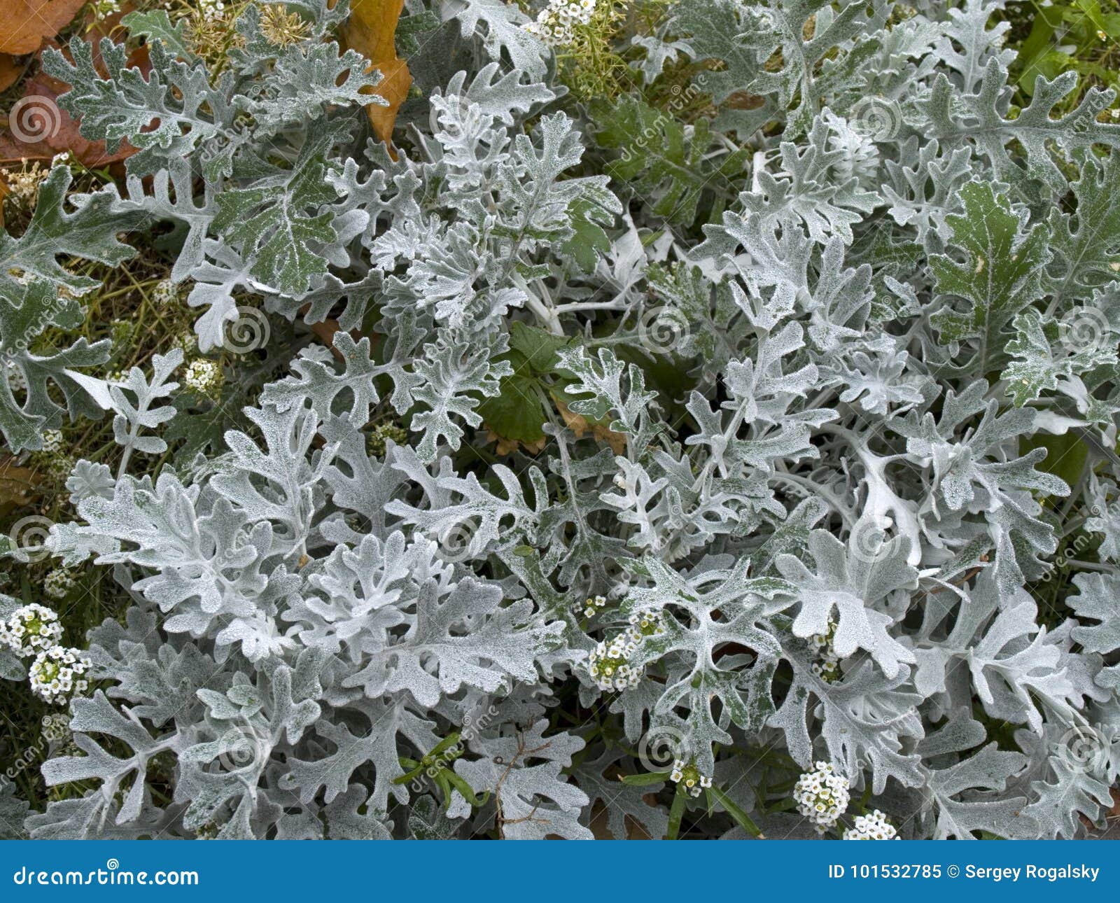 Senecio Cineraria `Silver Dust` Shrub Stock Image - Image of flowerbed ...