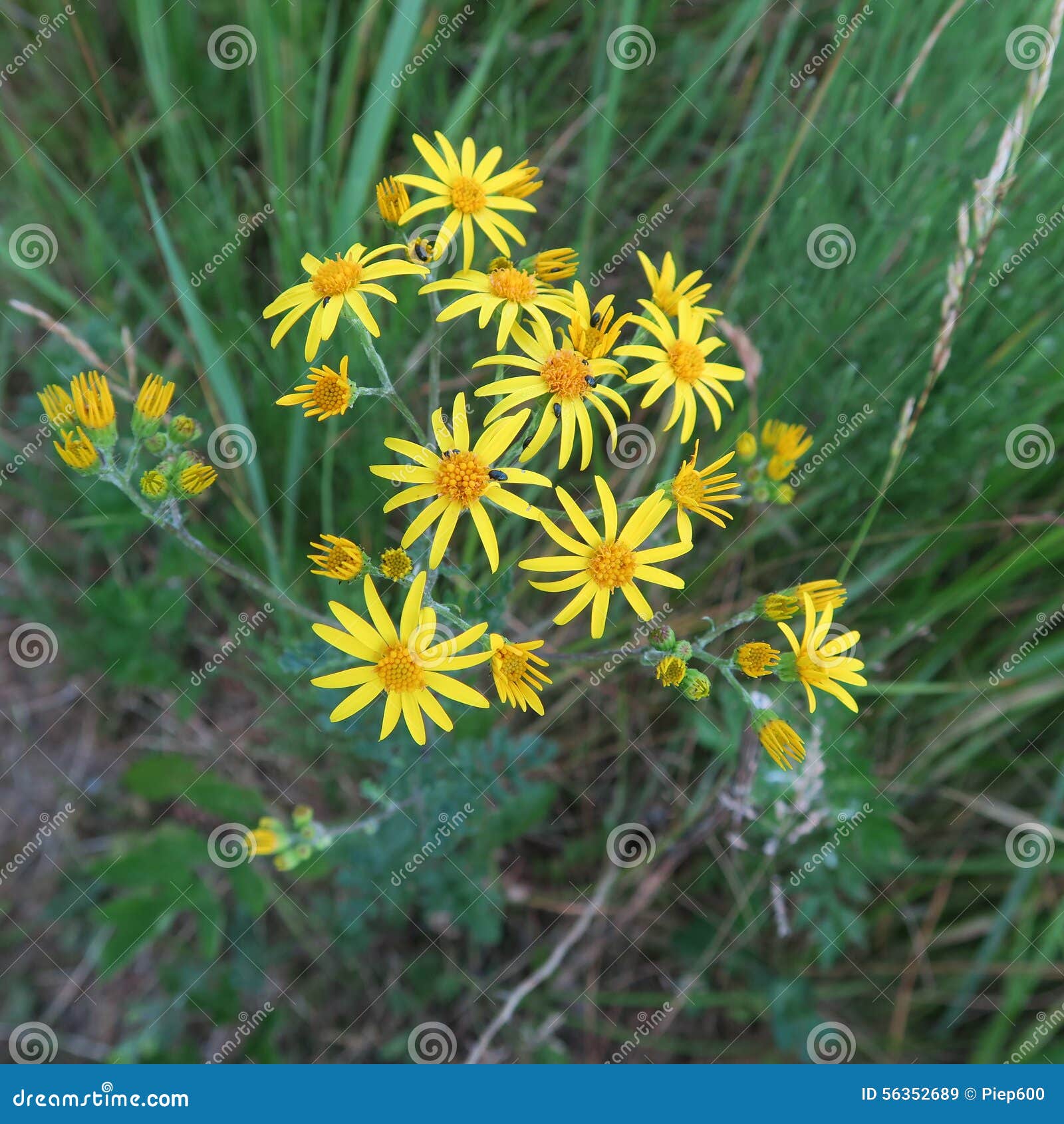 Senecio jacobaea stock image. Image of green, flora, jacobaea - 56352689