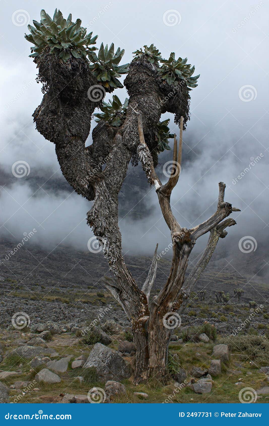 Senecio Kilimanjari trees stock image. Image of clambering - 2497731