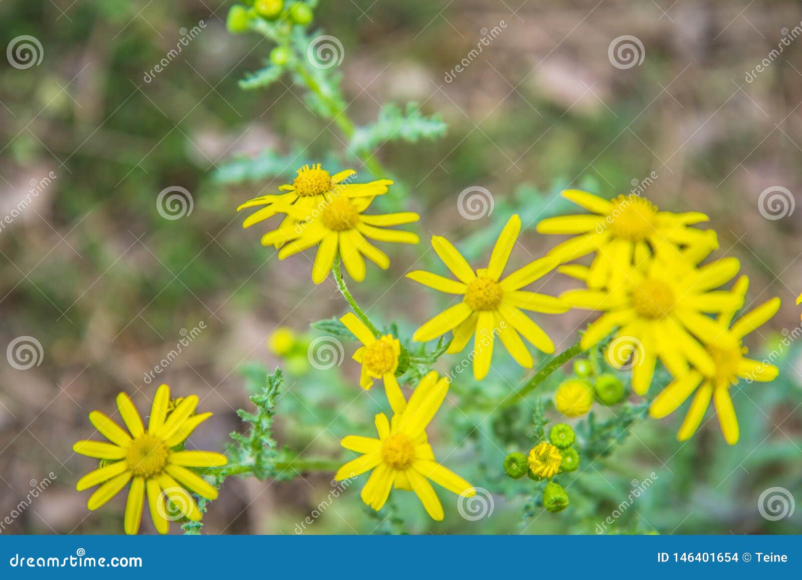 Ragwort blooming stock photo. Image of daisy, plant - 146401654