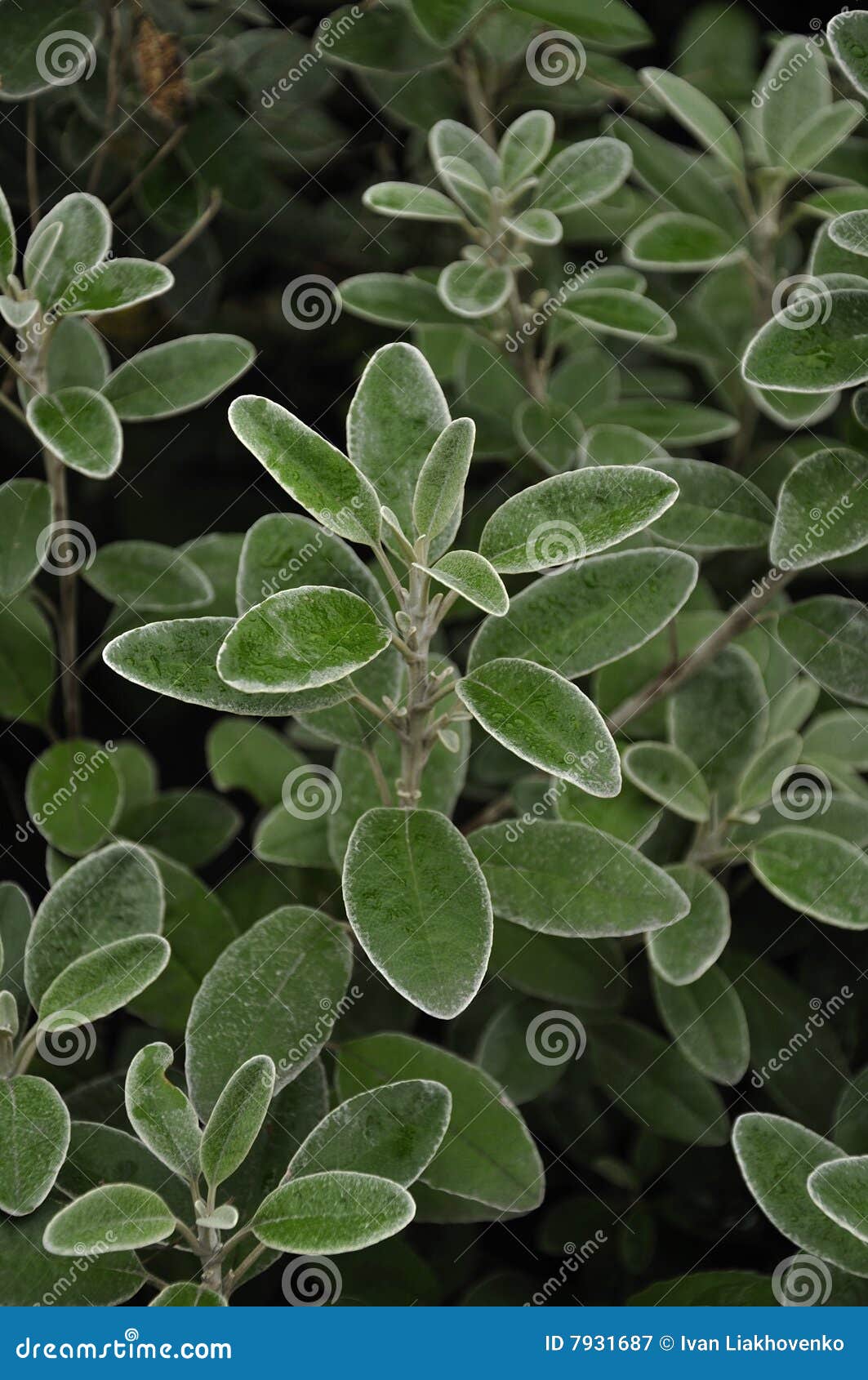 Senecio Sunshine stock image. Image of rain, senecio, growth - 7931687