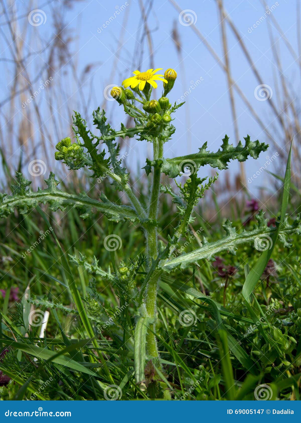 Senecio vulgaris stock image. Image of stinking, ragwort - 69005147