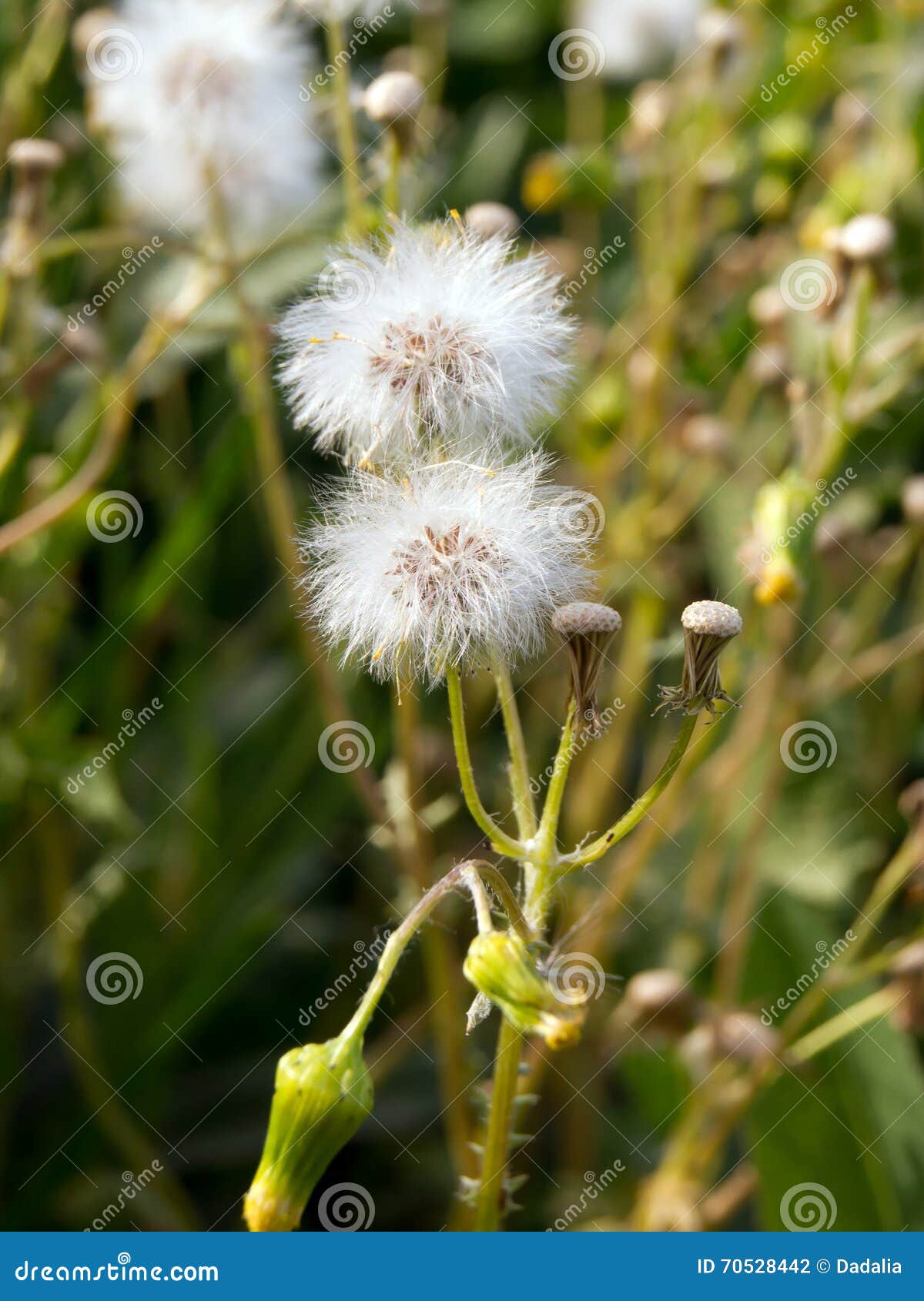 The senecio vulgaris stock photo. Image of blossom, beautiful - 70528442
