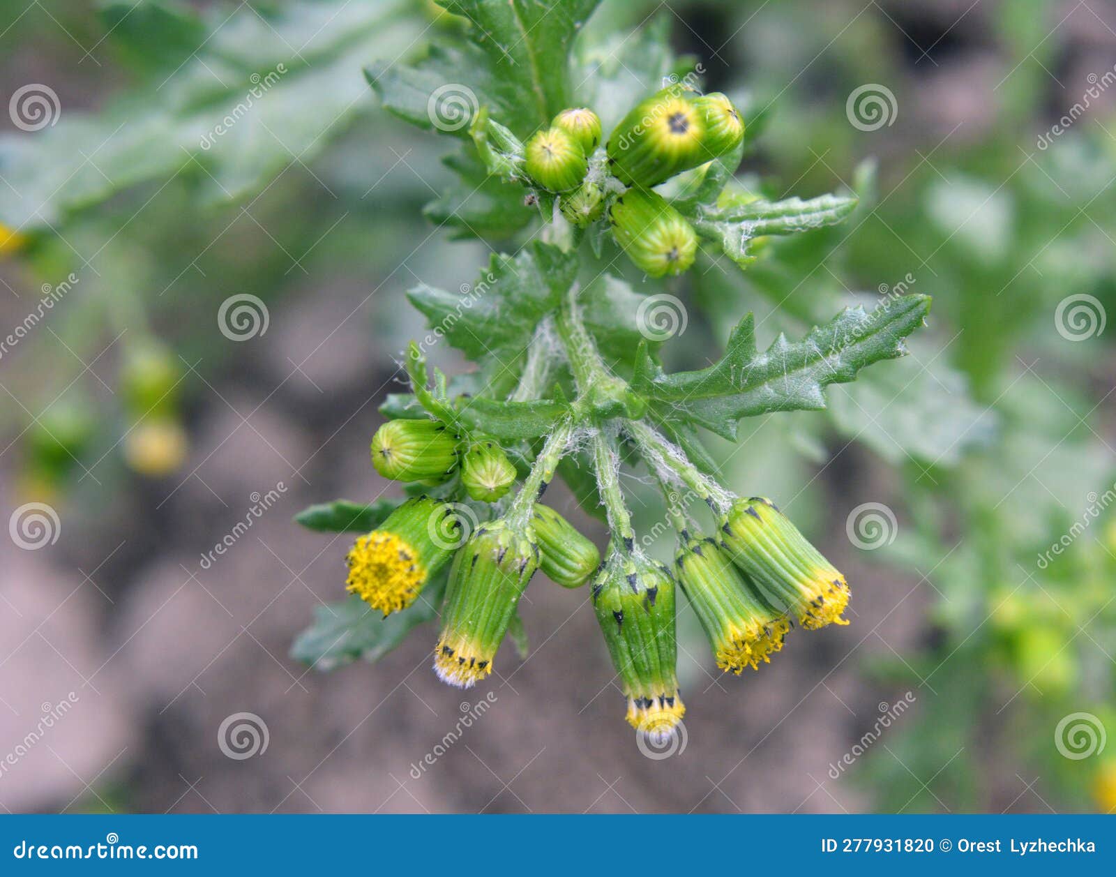 Senecio Vulgaris Grows in Nature Stock Photo - Image of wildflower ...