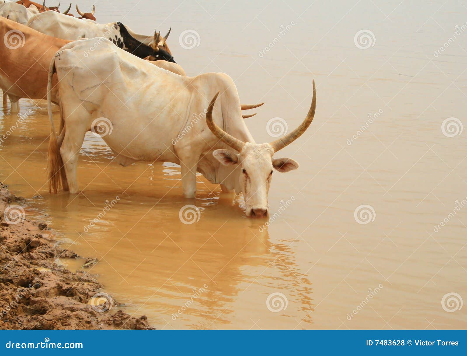 Senegal cows stock photo. Image of domestic, horizontal - 7483628