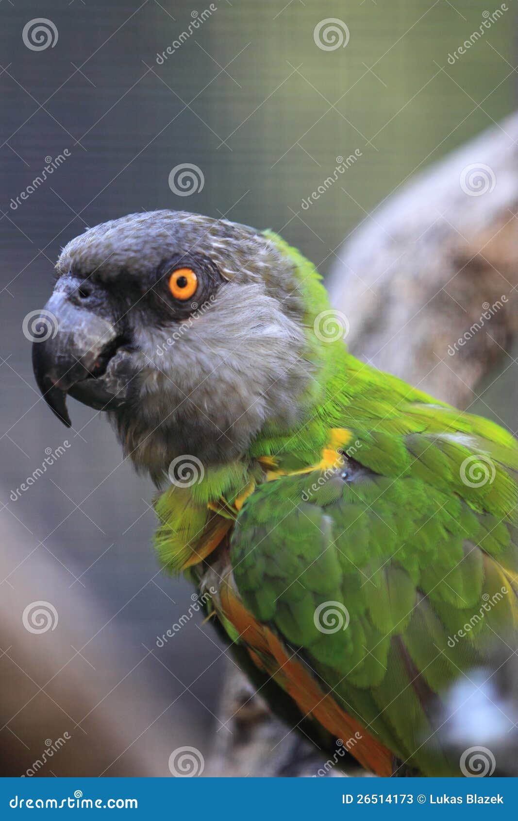 Senegal parrot stock image. Image of bird, bill, poicephalus - 26514173