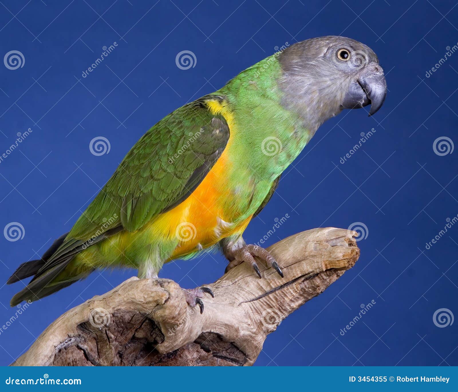 Senegal Parrot stock image. Image of feathers, perch, yellow - 3454355