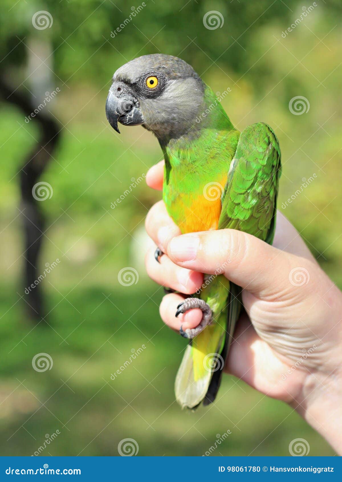 Senegal parrot stock photo. Image of senegal, parrot - 98061780